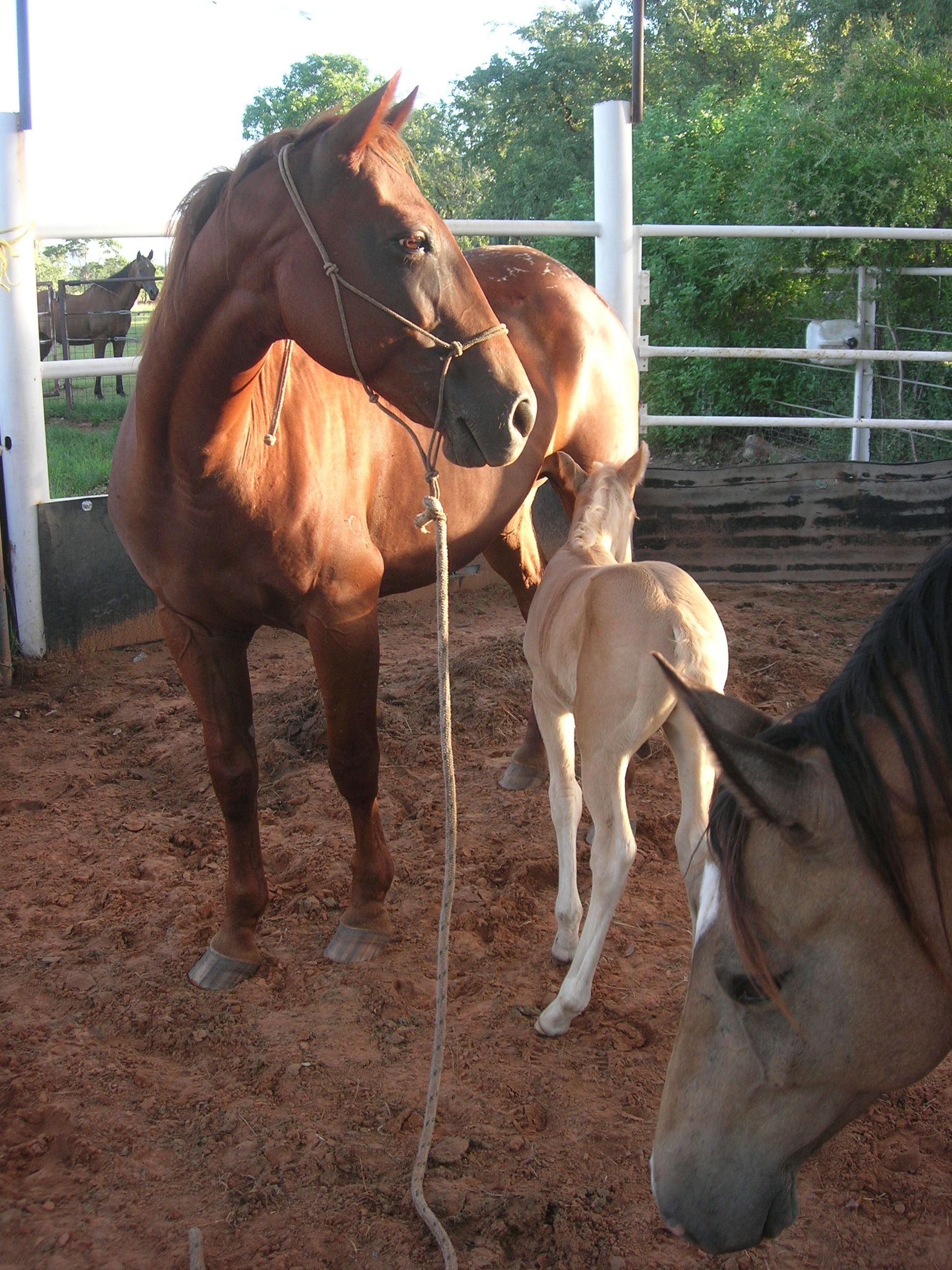 New Foal at Digger's Rest Station - Diggers Rest Station