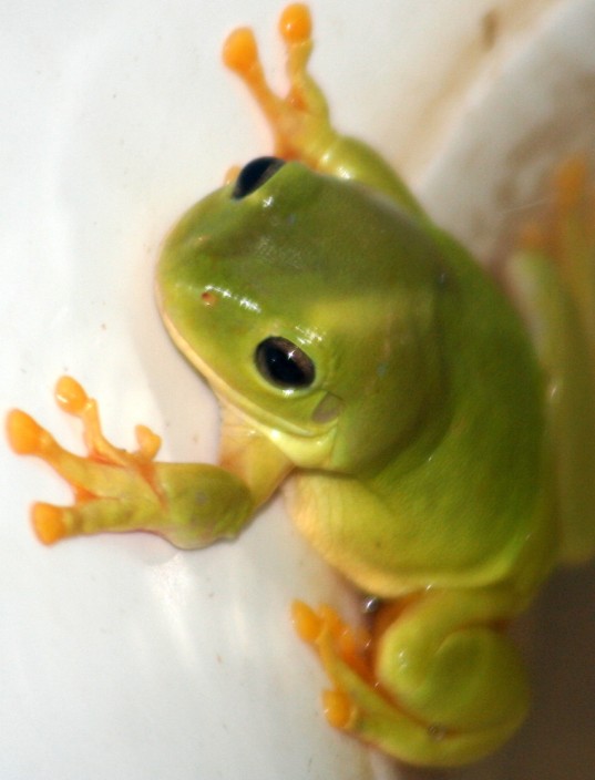 Diggers Rest Station Characters - Diggers Rest Station